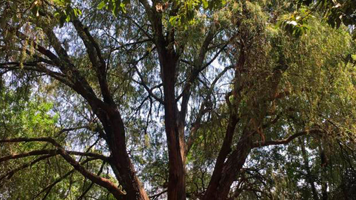 Colocarán ahuehuete en la Glorieta de la Palma en CDMX » Oronoticias