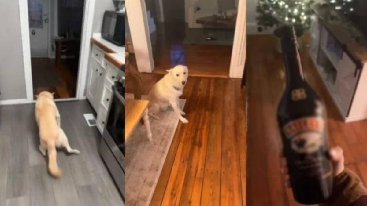 Perro se toma dos botellas de alcohol y se viraliza » Oronoticias